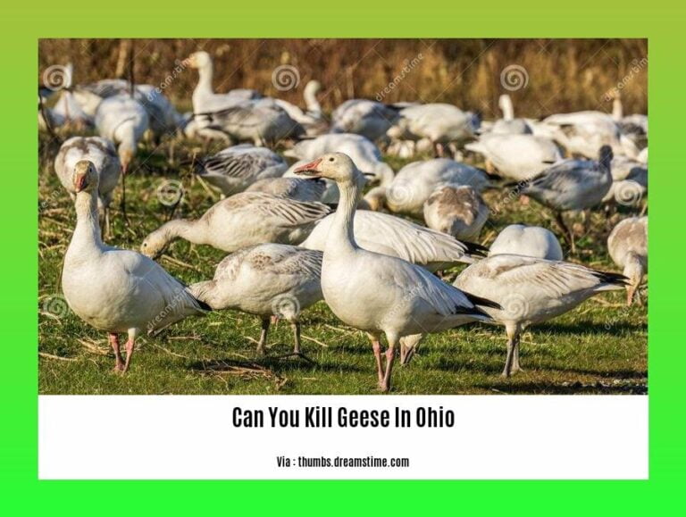 Understanding Wildlife Management Practices: Can You Kill Geese in Ohio?