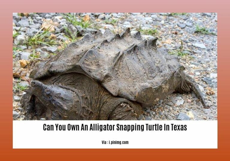 Can You Own an Alligator Snapping Turtle in Texas? Understanding the Laws and Ethics of Keeping ...