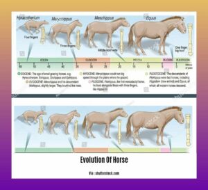 The Captivating Evolution of Horses: Exploring the Journey with BYJU