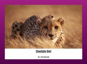 Unraveling the Facts About Cheetahs' Diet: A Comprehensive Exploration ...