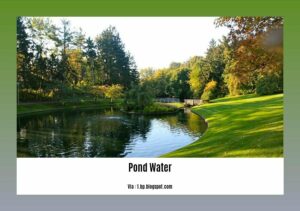 Fascinating Facts About Pond Water: Exploring the Wonders of Aquatic ...