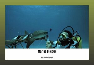 Fascinating Facts of Marine Biology: Exploring the Wonders of the ...