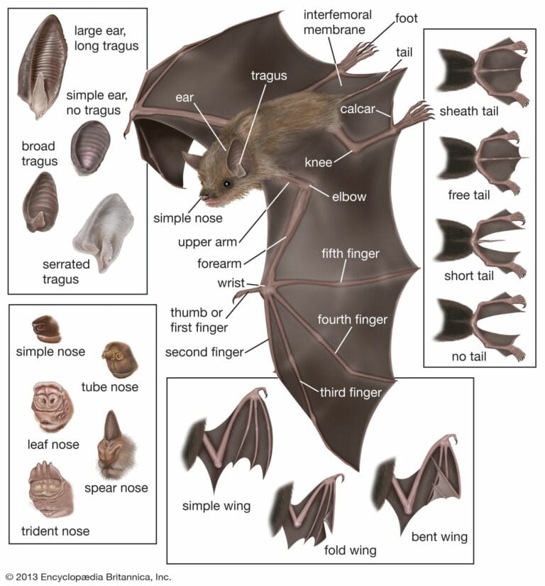 Unveiling the Secrets of a Bat's Lifespan