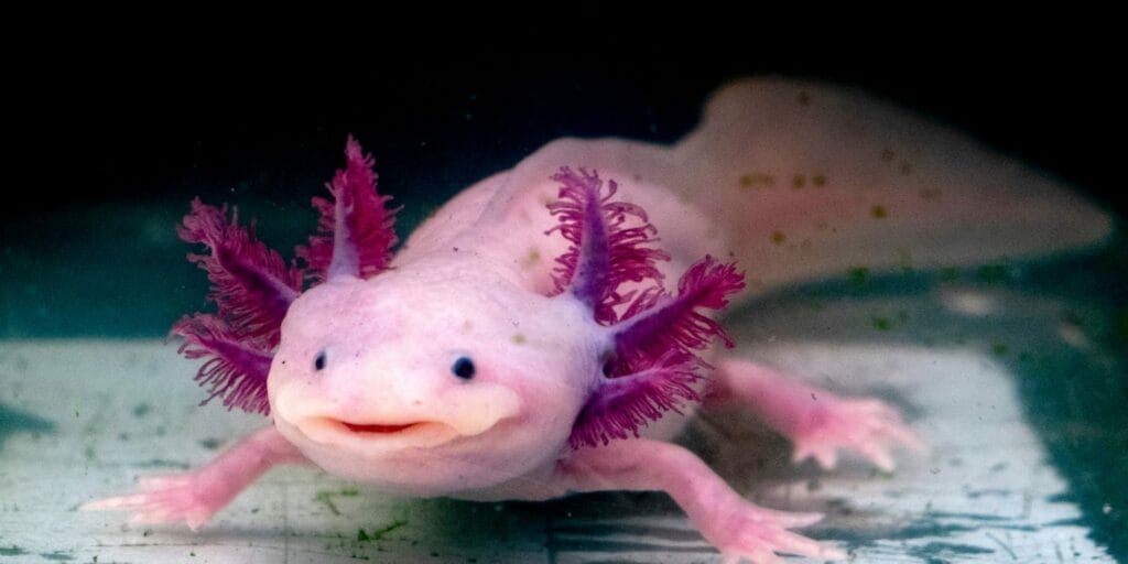 10 Amazing Axolotl Facts: Dive into the World of These Unique Creatures