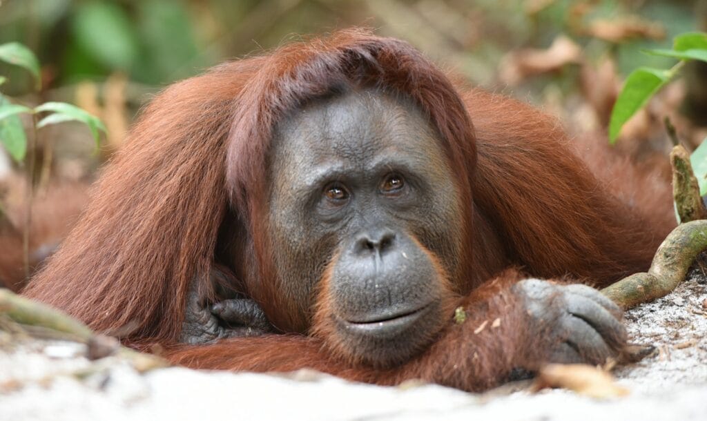 10 Fun Facts About Orangutans: Unveiling the Secrets of the Rainforest