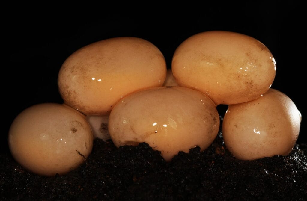 Painted Turtle Egg Incubation: Understanding the Vital Window for ...