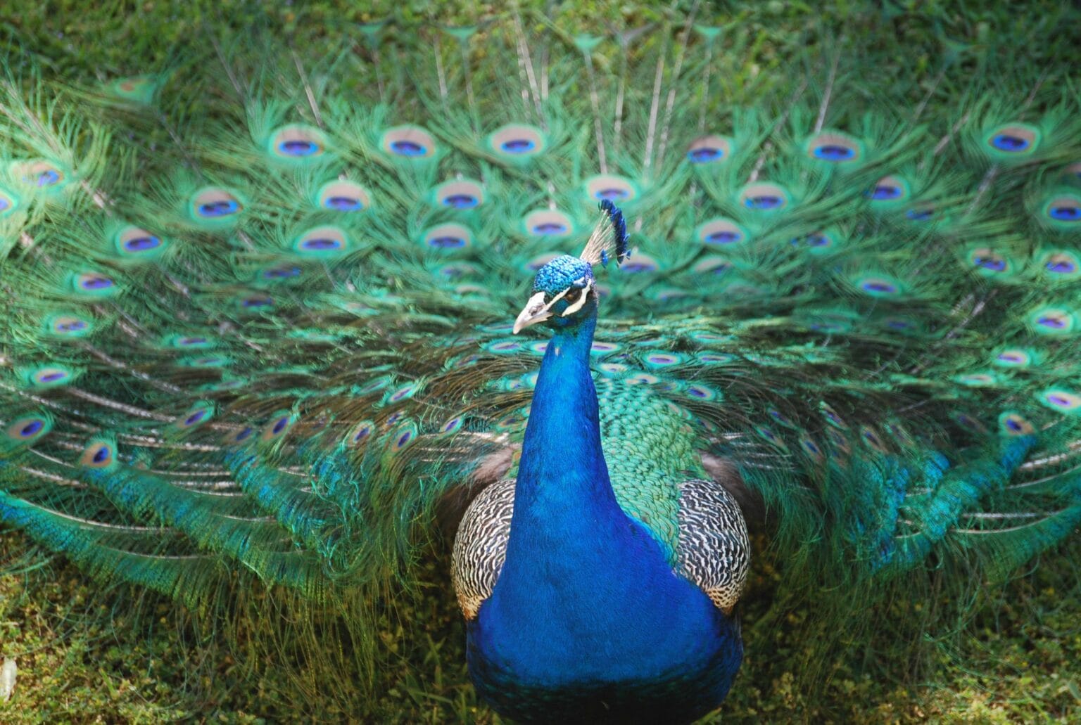 What is a Flock of Peacocks Called? Unveiling the Avian Spectacle