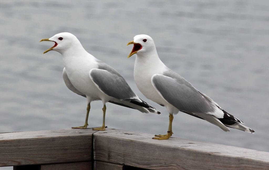 Unraveling the Ubiquitous Herring Gull: The Most Common Seagull of the ...