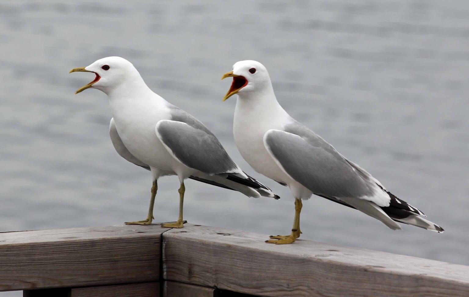 Unraveling the Ubiquitous Herring Gull: The Most Common Seagull of the ...