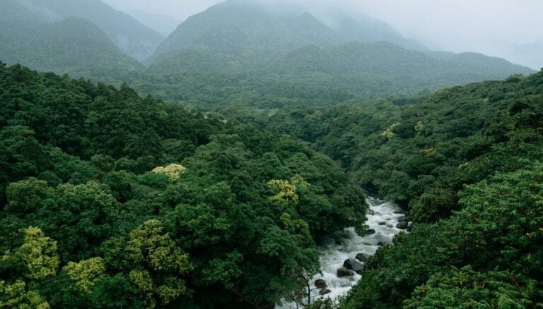 Worlds Apart: Unveiling the Contrasts Between Temperate and Tropical ...
