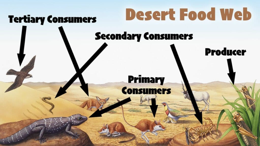 Unraveling the Threads: Exploring the Intricate Food Web of the Desert