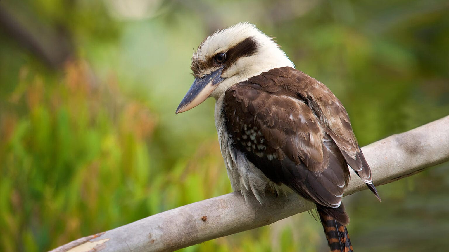 Unmasking the Kookaburra: Interesting Facts About Australia's Laughing Icon