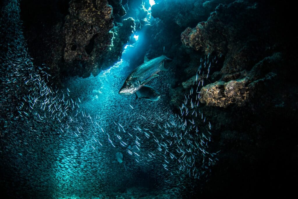 Unveiling the Deep: Scary Facts About the Ocean