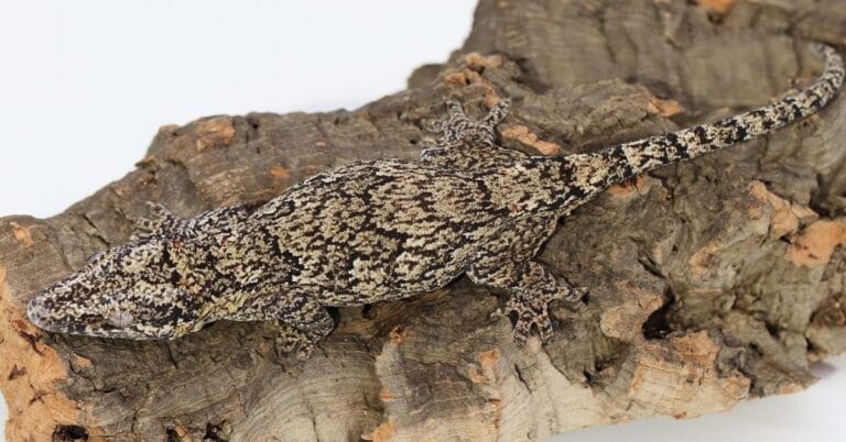 A Guide to the Diverse Geckos of Florida