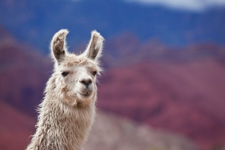 10 Fun Facts About Llamas: You Won't Believe It!