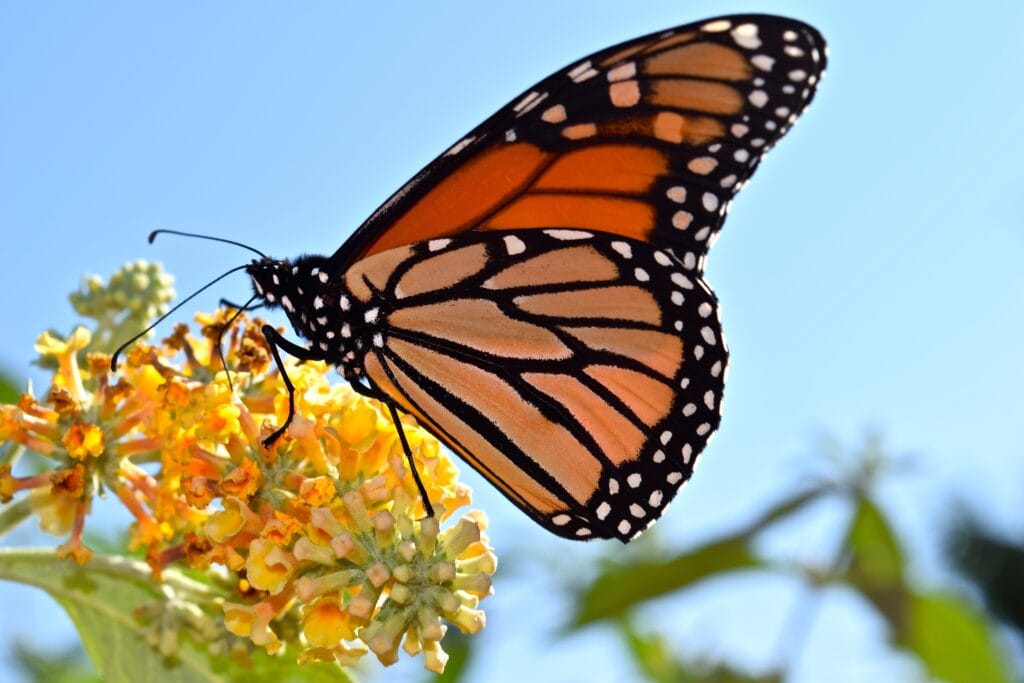 The World's Most Beautiful Butterflies: A Stunning Visual Journey