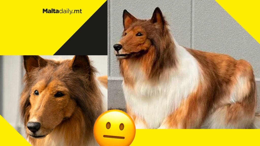 The Enigma of the $15,000 Border Collie Man: Unmasking Toco's Journey