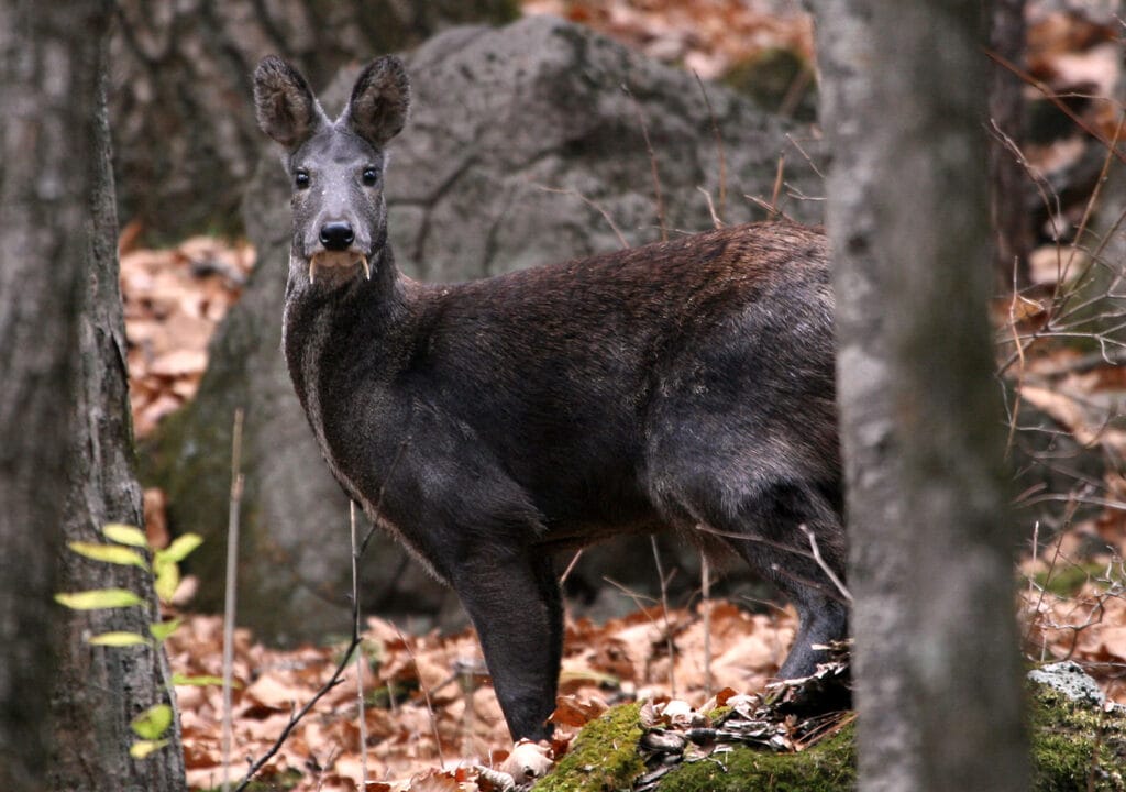 Unveiling the Mystery of Deer With Fangs
