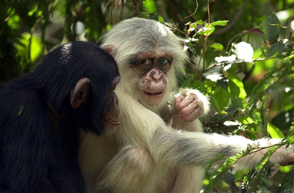 Unveiling the Mystery: The Tragic Fate and Hope for Albino Chimpanzees