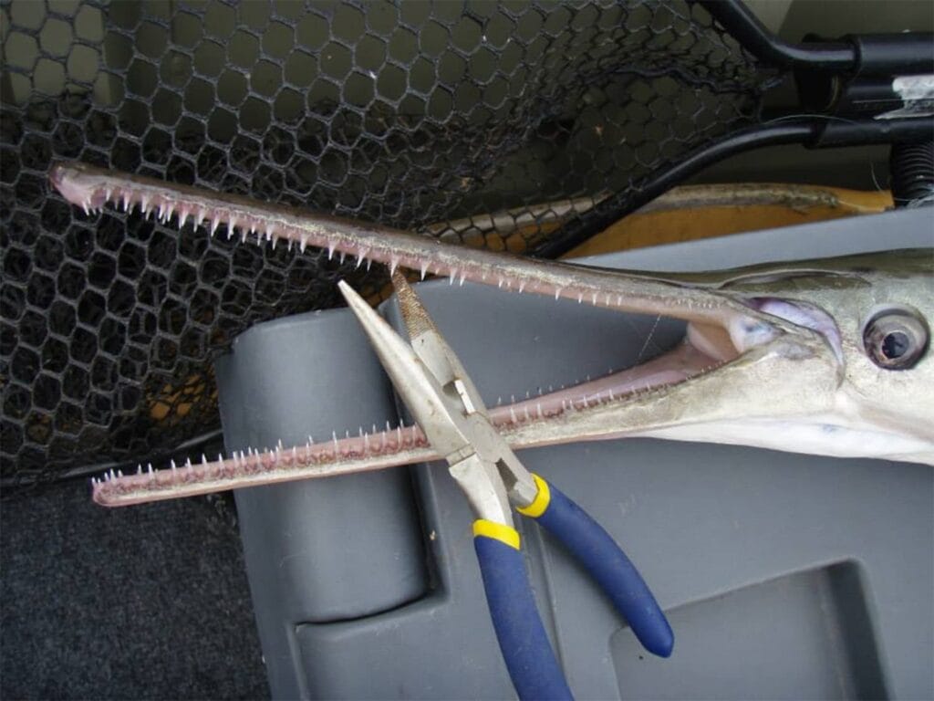 Alligator Gar Bite: Separating Fact from Fiction (What Anglers Need to ...