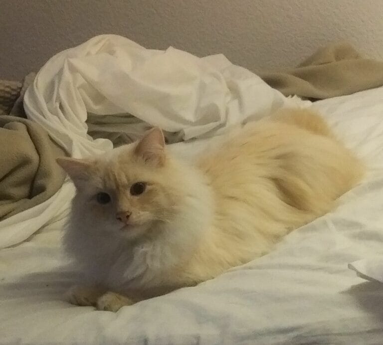 The American Ringtail Cat: Facts, Pictures, and Care Guide