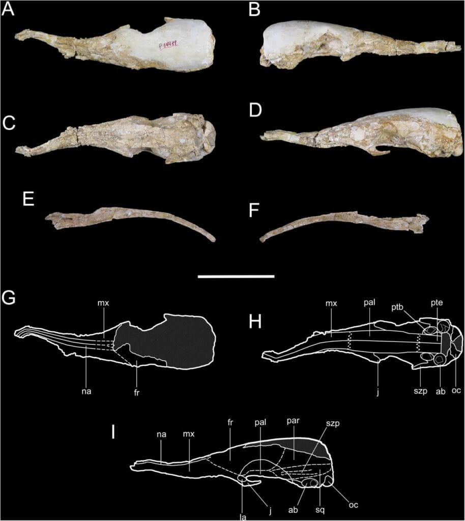 Inside the Anteater Skull: A Look at the Evolutionary Marvel of a ...