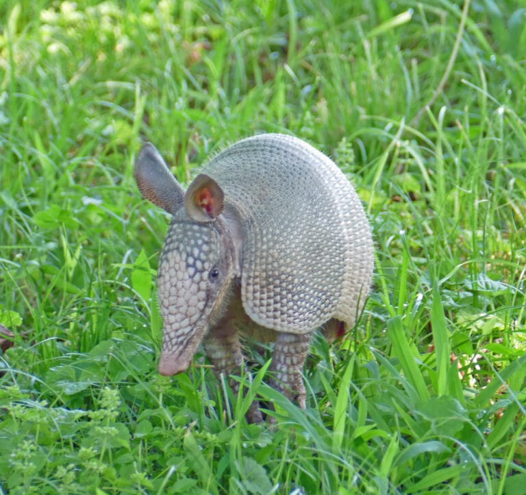 Armadillos in Georgia: Understanding Their Habits, Impact, and Coexistence Strategies