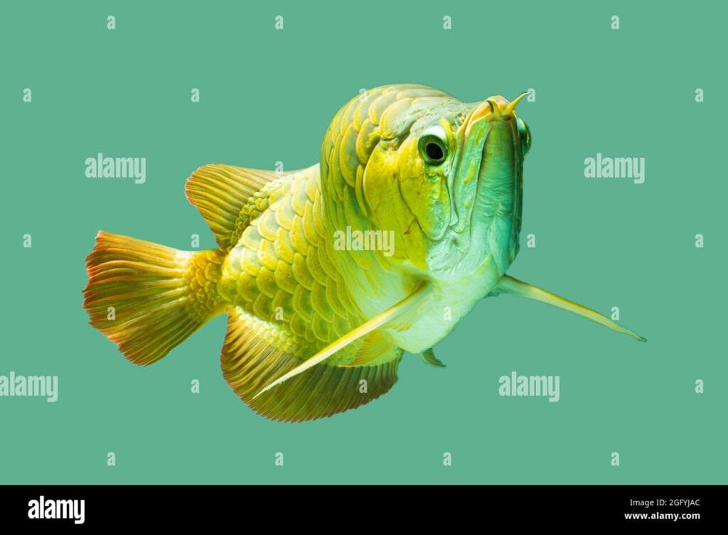 The Complete Guide to the Asian Arowana Dragon Fish