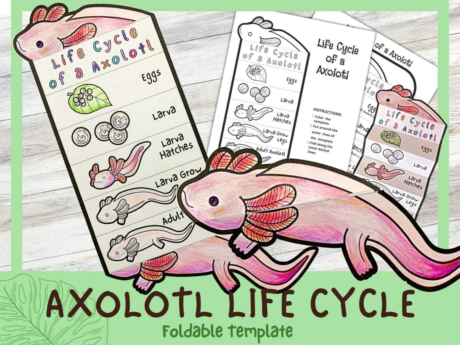 The Axolotl Life Cycle: From Adorable Egg to Eternal Youth
