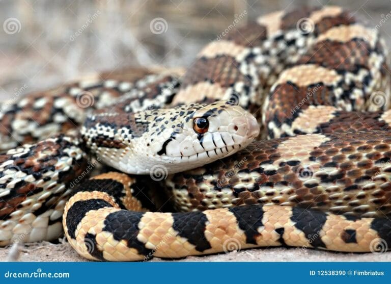 Arizona Gopher Snake vs. Rattlesnake: How to Tell the Difference (and ...