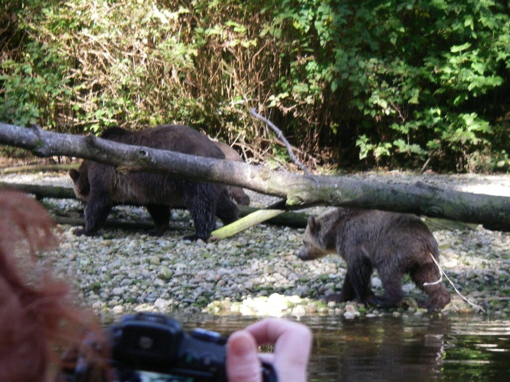 The Shocking Truth About Tapeworms in Bears: Why You Should Care