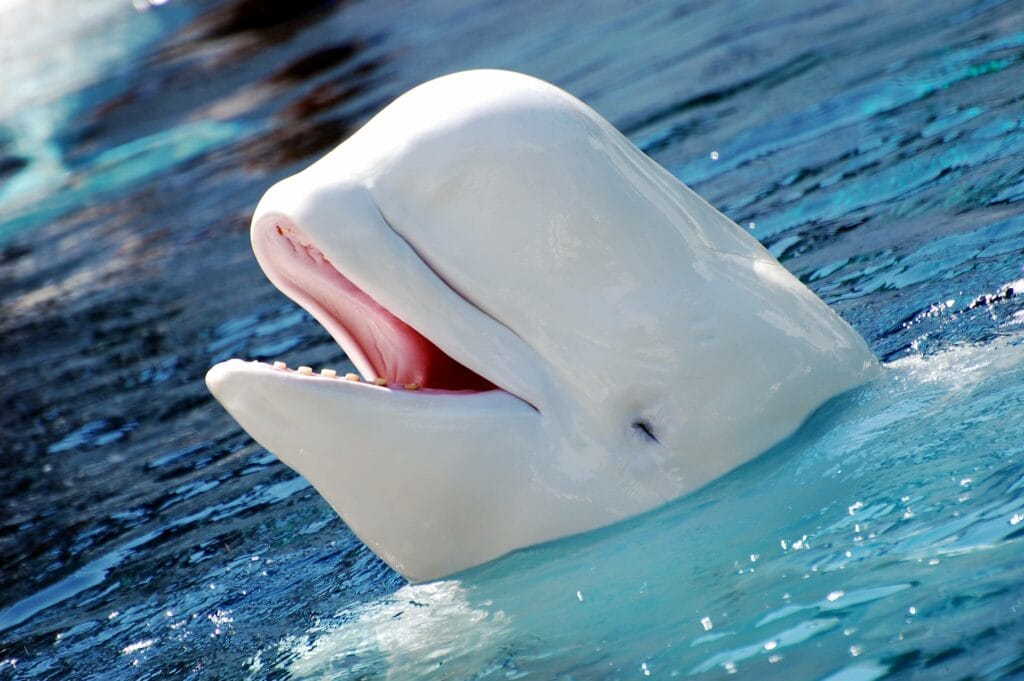 Finding Dory's Bailey: The Lovable Beluga Whale Who Stole Our Hearts