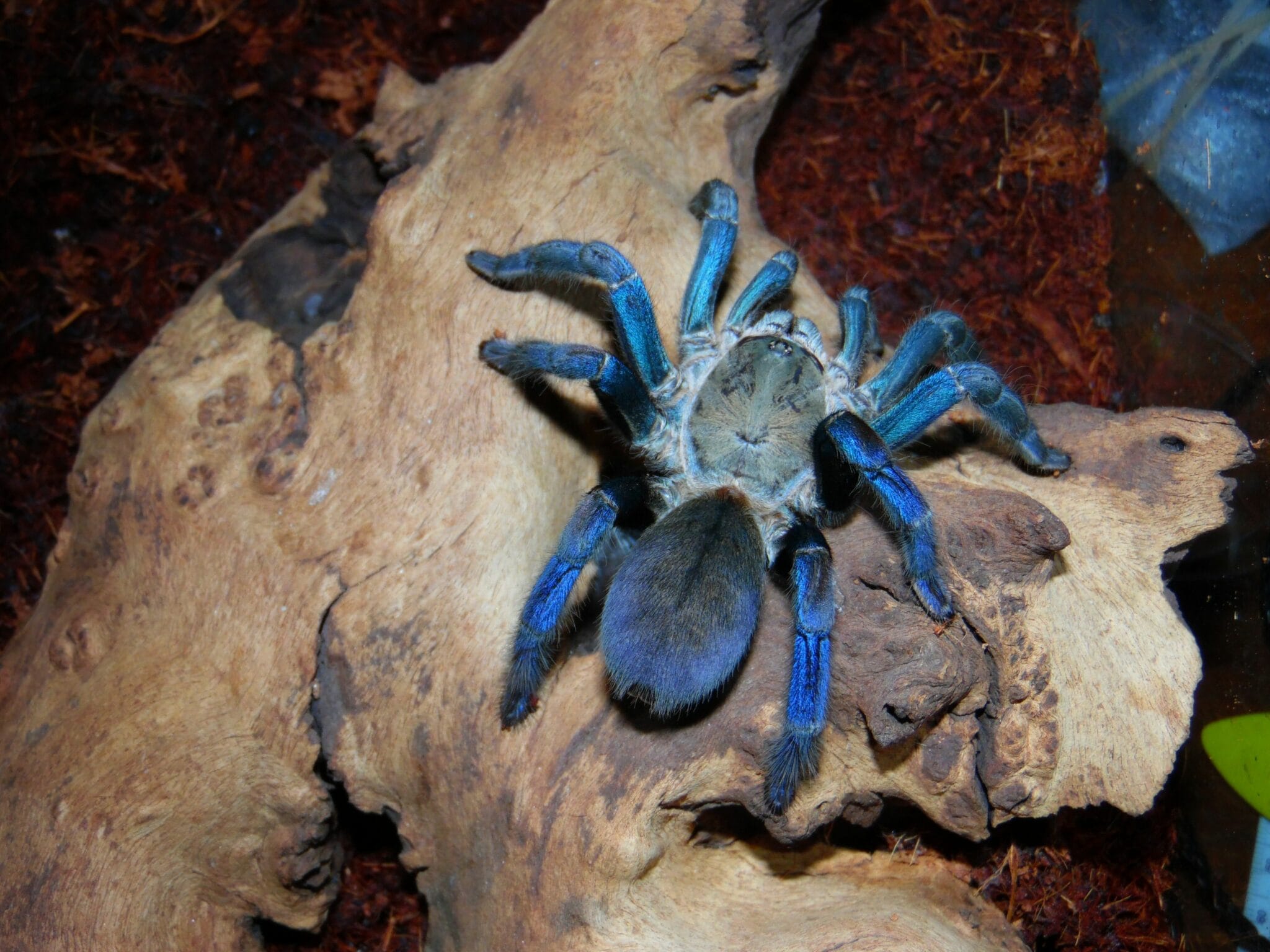 The Dazzling Blue Cobalt Tarantula: A Complete Care and Information Guide