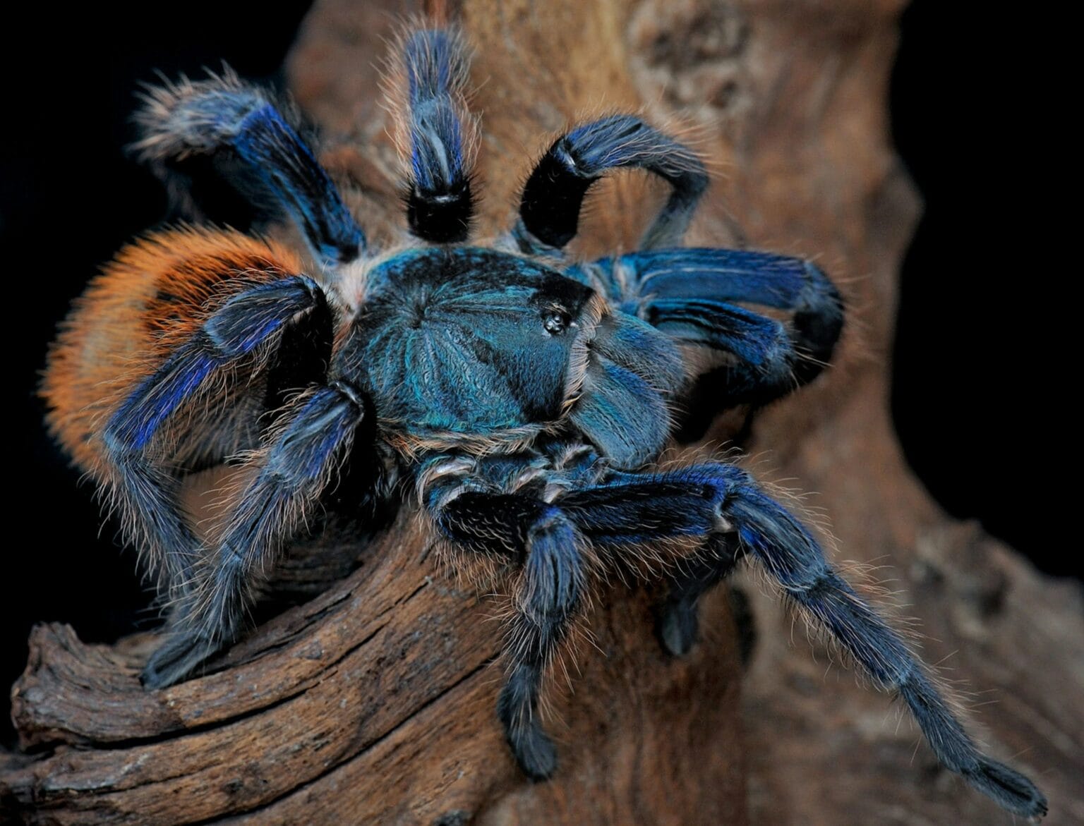 Blue Cobalt Tarantula Care: The Complete Guide for Beginners
