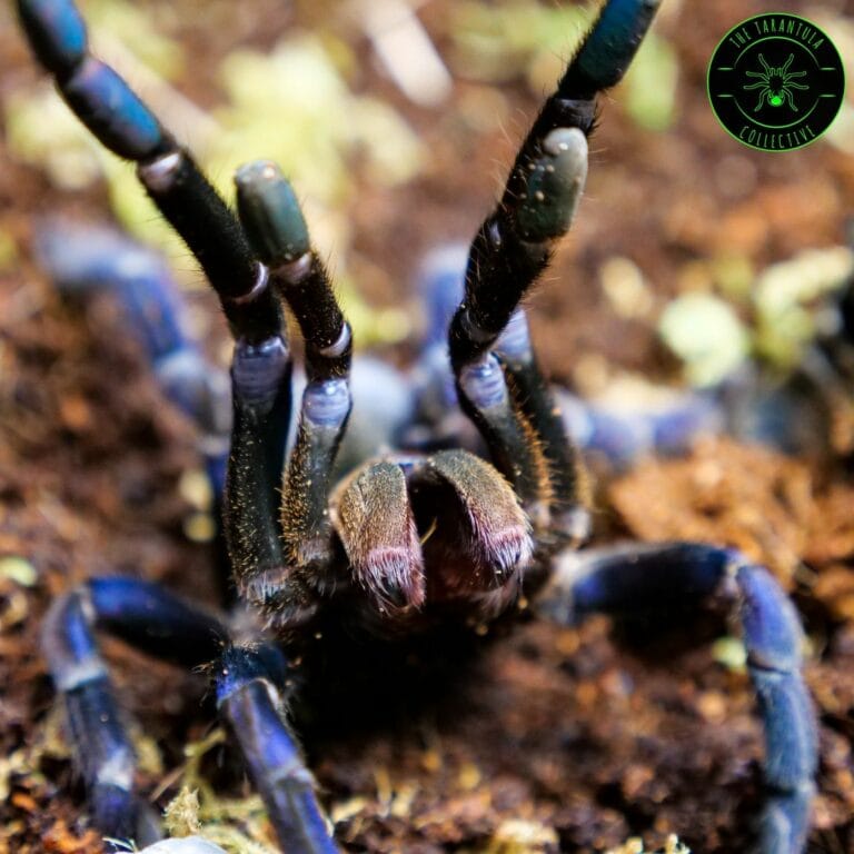 The Dazzling Blue Cobalt Tarantula: A Complete Care and Information Guide