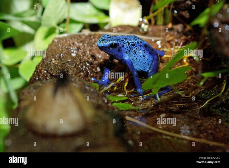 The Azure Enigma: Unraveling the Mysteries of the Blue Poison Dart Frog ...