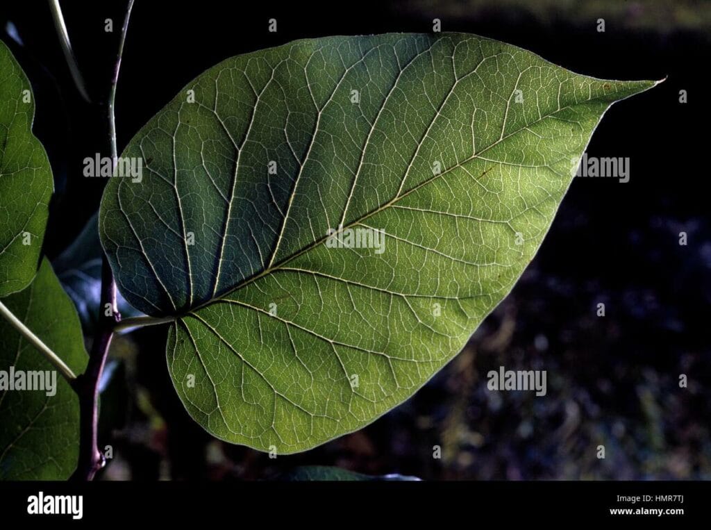 The Resilient Bodark Tree: History, Uses, and Ecological Impact