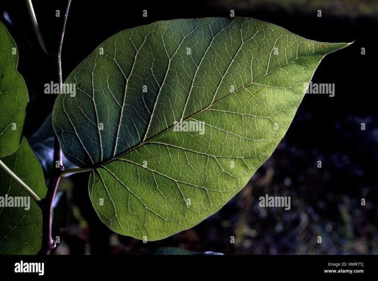 The Resilient Bodark Tree: History, Uses, and Ecological Impact