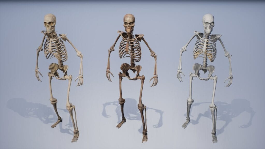 The Path to Skeletonization: How Our Bodies Decompose