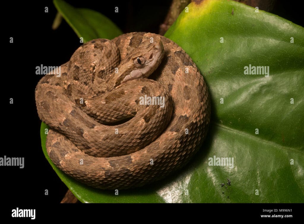 The Enigmatic Golden Lancehead (Bothrops Insularis): A Deep Dive into ...