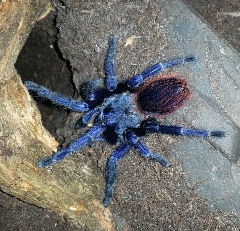The Brazilian Blue Tarantula: A Complete Care and Information Guide