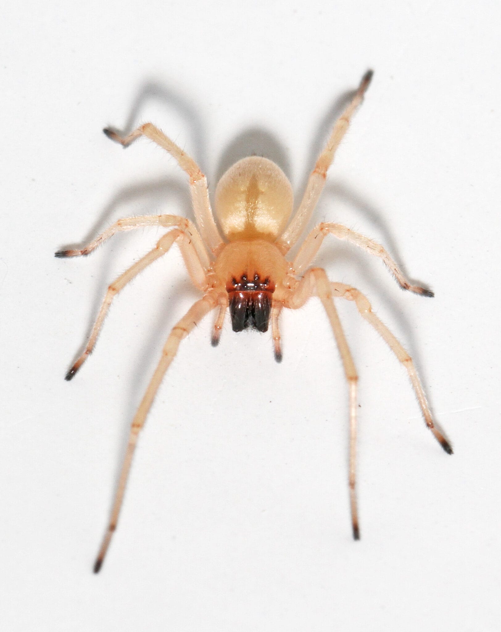 The Broad-Faced Sac Spider: A Misunderstood Houseguest
