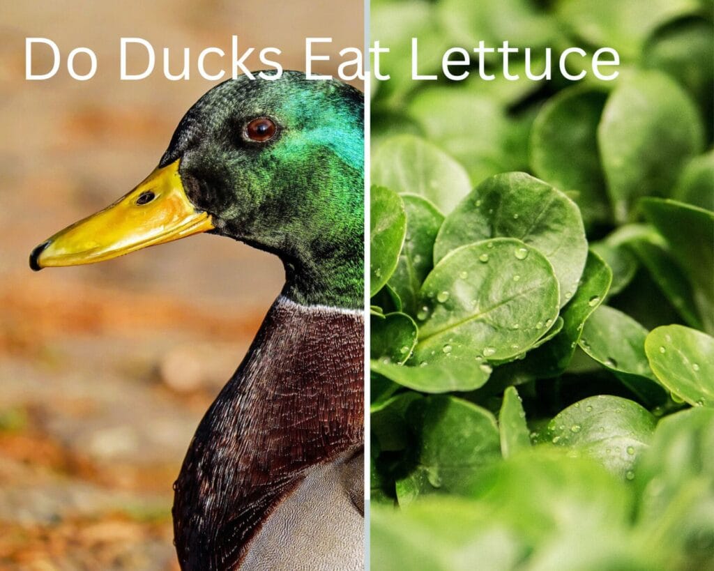 Ducking into Dinner: Can Ducks Eat Crustaceans and Thrive?