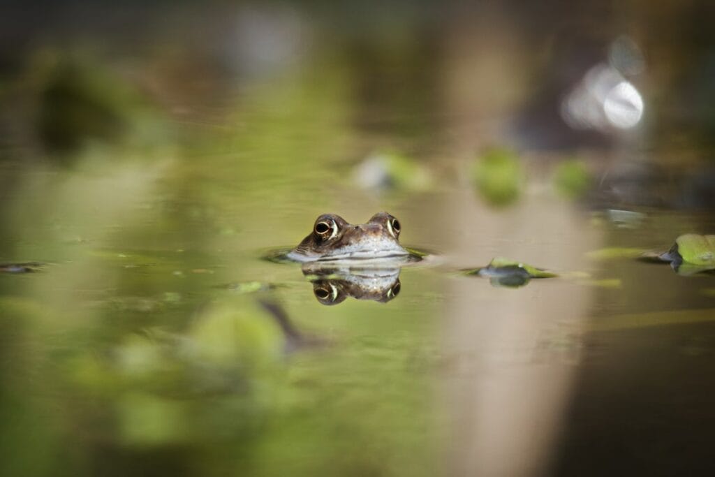 Can Frogs Breathe Underwater? Decoding the Truth About Amphibian ...