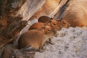 Capybara Poop: Unraveling the Mysteries Hidden in Their Droppings