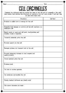 Engaging Biology: Cell Organelles Worksheets with Answer Keys for ...