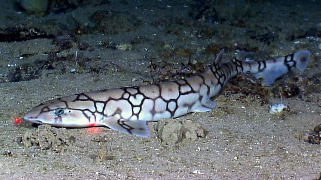 Chain Catshark Facts: Dive into the Bioluminescent World of These ...