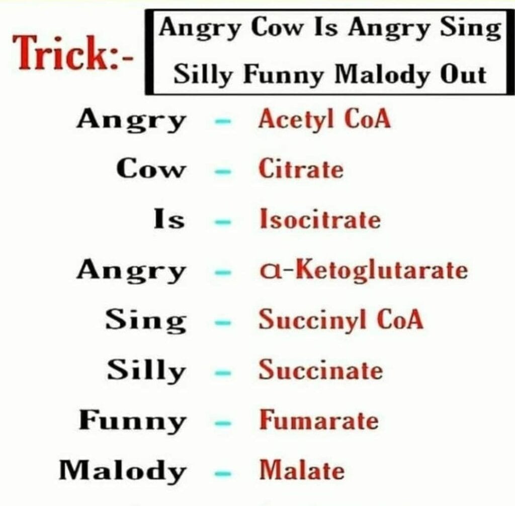 Conquer the Citric Acid Cycle: Mnemonics, Tricks, and Memory Mastery