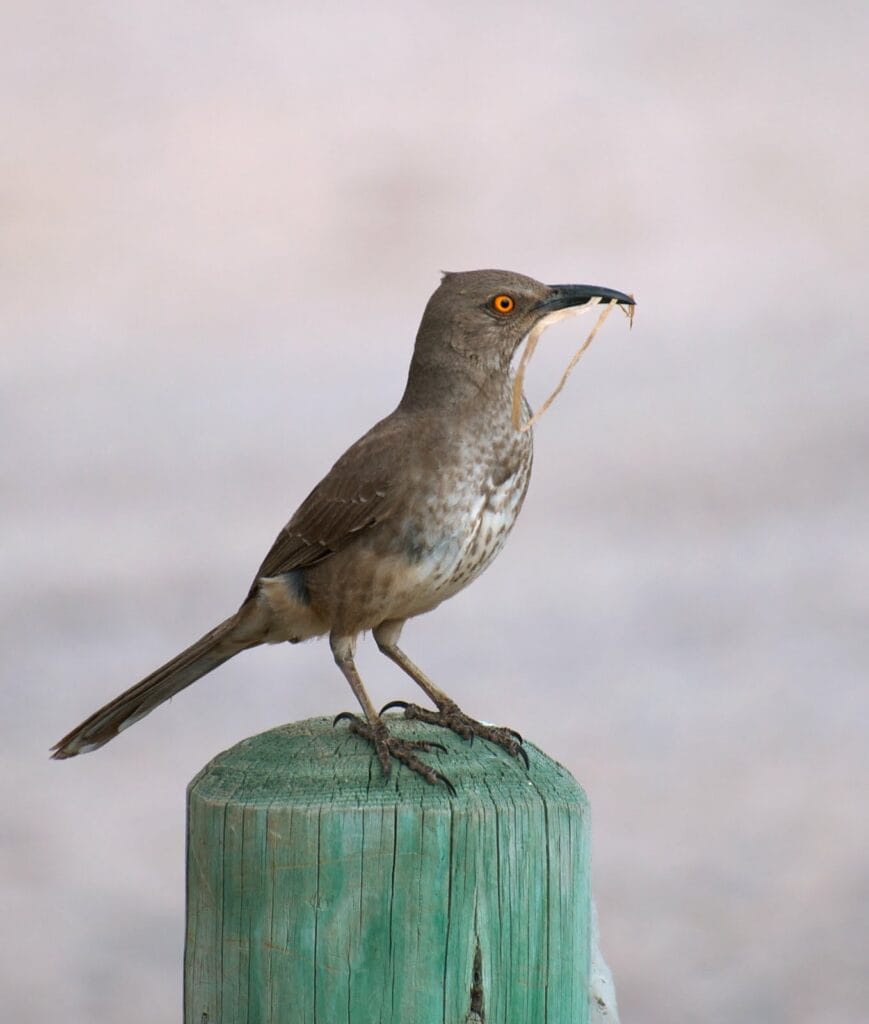 Unveiling the Secrets of the Curve-billed Thrasher: A Desert Icon