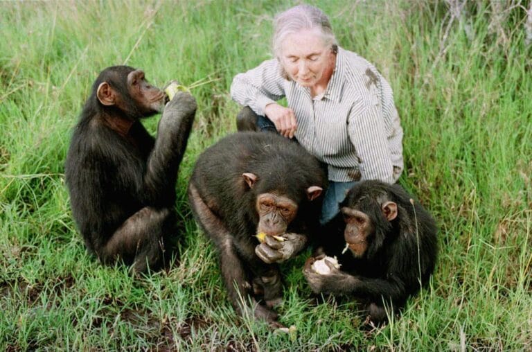 Derek Bryceson: The Untold Story of the Man Who Won Jane Goodall's Heart